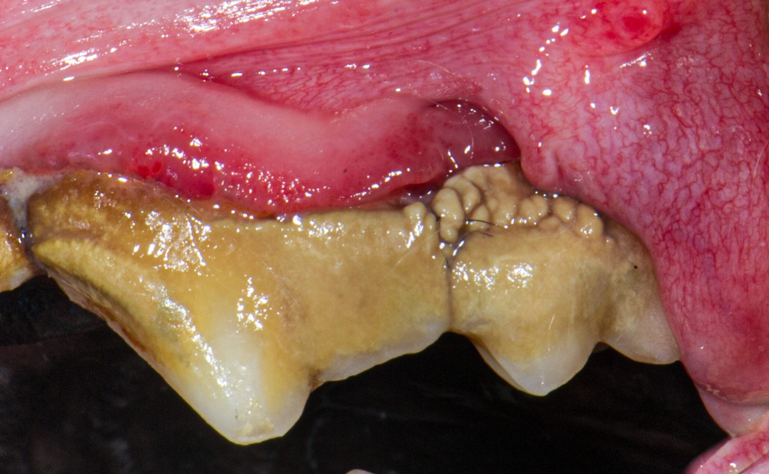 Plaque vs. Tartar on Your Dog's Teeth - Yummy Combs