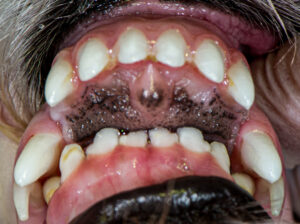 Malocclusion in Dogs: Underbite vs Overbite - Pet's Best Life