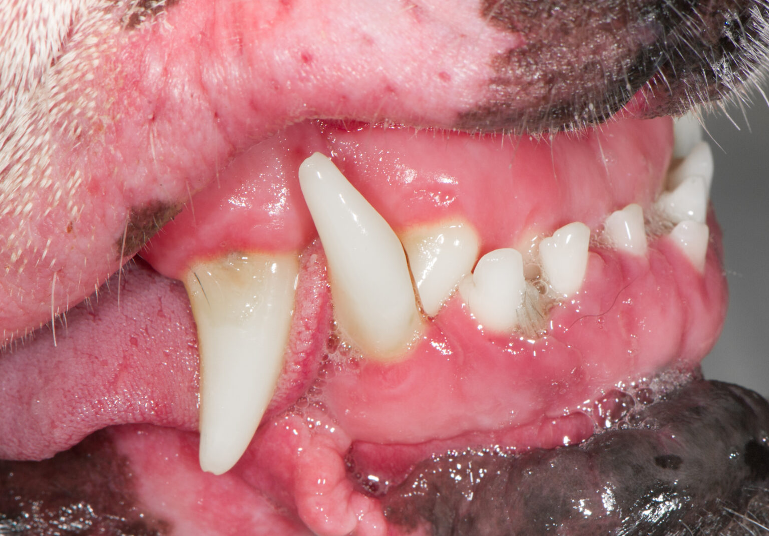 Malocclusion in Dogs: Underbite vs Overbite - Pet's Best Life