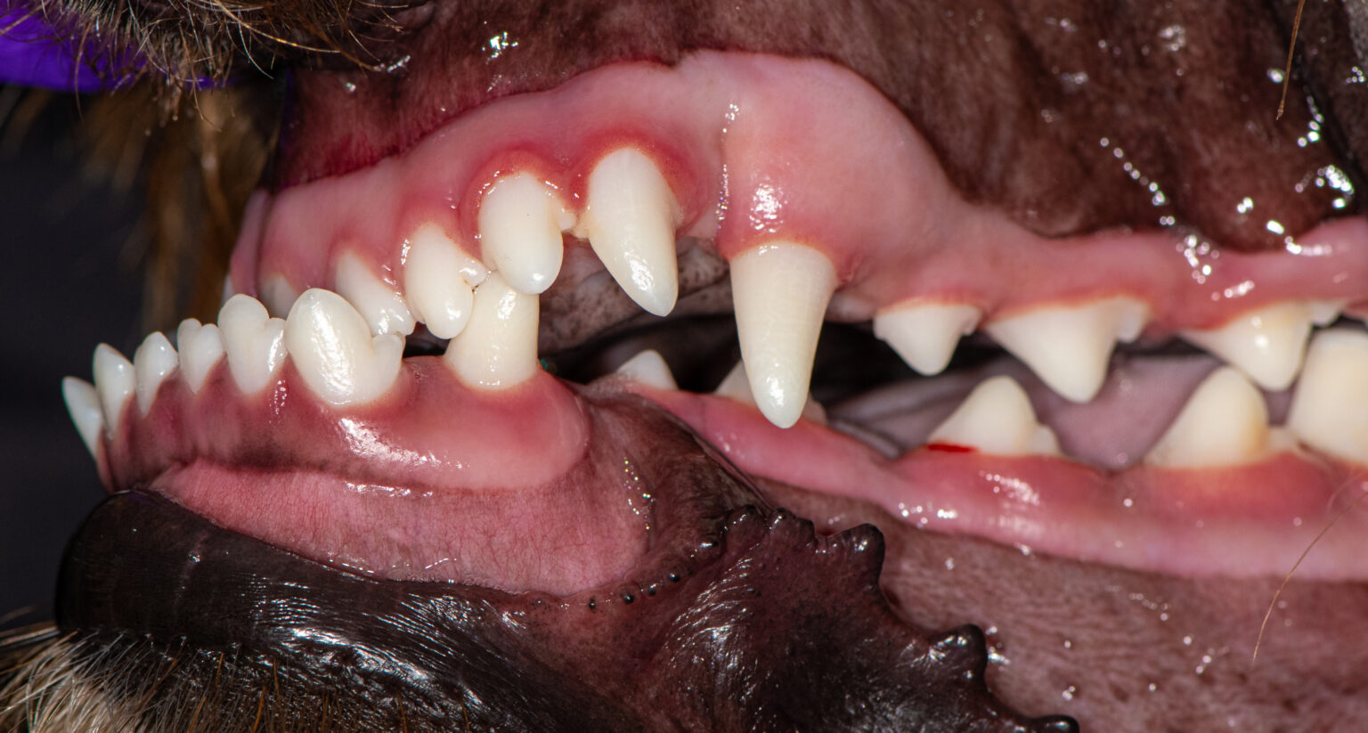 Malocclusion in Dogs: Underbite vs Overbite - Pet's Best Life